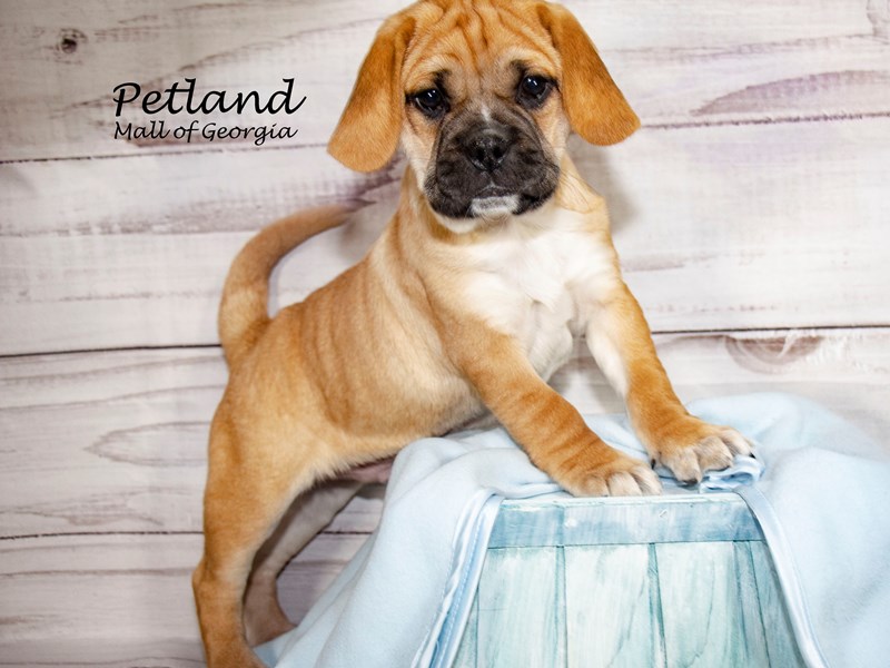 Puggle Small Animal Brown ID:8524 Located at Petland Mall of Georgia