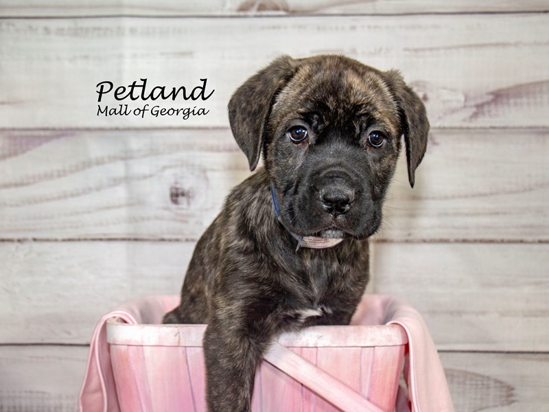 Cane Corso Puppies - Breed Info - Petland Mall of Georgia