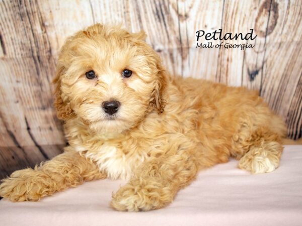 Miniature Goldendoodle 2nd Gen-Dog-Male-Apricot-3958580-Petland Mall of ...