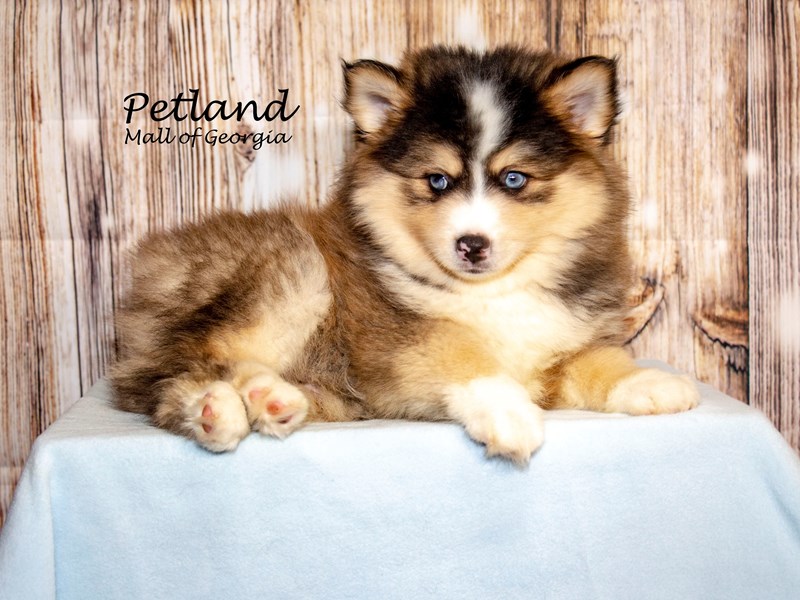 Pomsky Small Animal Gray / White ID:8698 Located at Petland Mall of Georgia