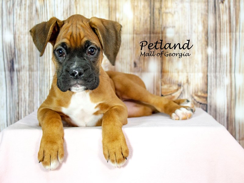 Boxer Puppies - Breed Info - Petland Mall of Georgia