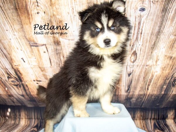 Pomsky-Dog-Male-Gray / White-3930045-Petland Mall of Georgia