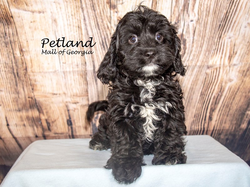 Cavapoo Puppies - Breed Info- Petland Mall of Georgia