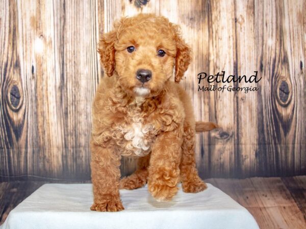 Miniature Goldendoodle 2nd Gen-Dog-Male-Red-3911118-Petland Mall of Georgia