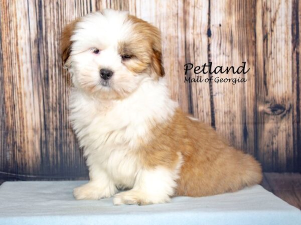 Available Pets - Page 3 of 5 - Petland Mall of Georgia