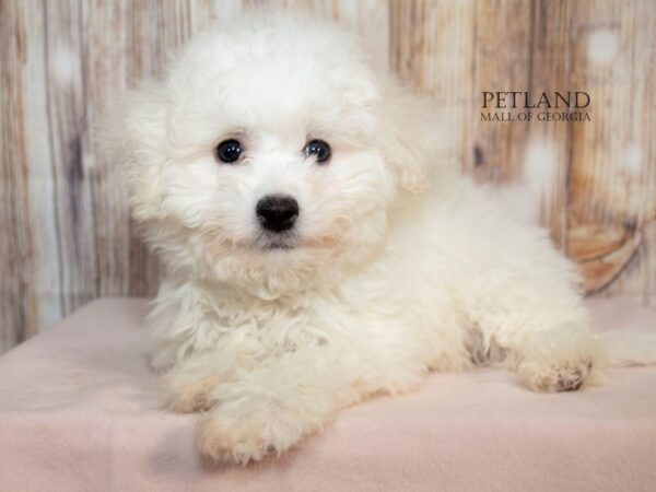 Bichon Frise-Dog-Female-White-3958893-Petland Mall of Georgia