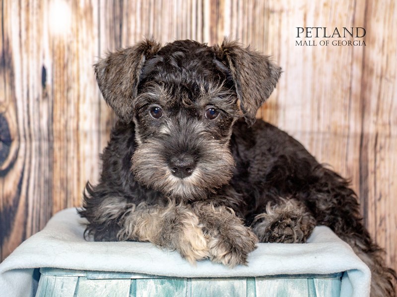 Miniature Schnauzer-Dog-Male-Black Sable-3969253-Petland Mall of Georgia