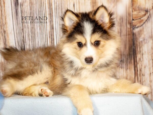 Pomsky-Dog-Female-Black Tan / White-4071095-Petland Mall of Georgia