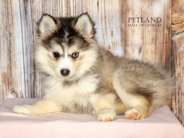 Pomsky-Dog-Male-Black / Tan-4061357-Petland Mall of Georgia