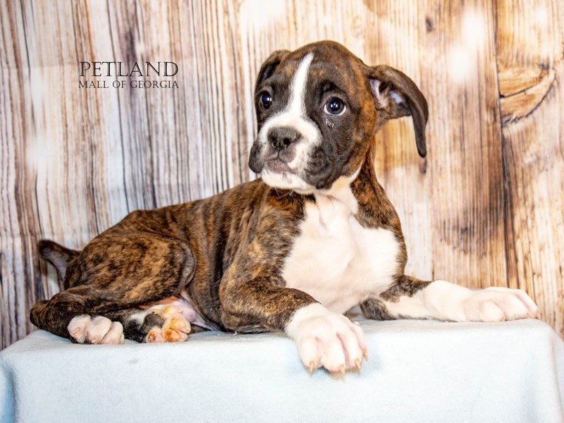 Boxer Puppies - Breed Info - Petland Mall of Georgia