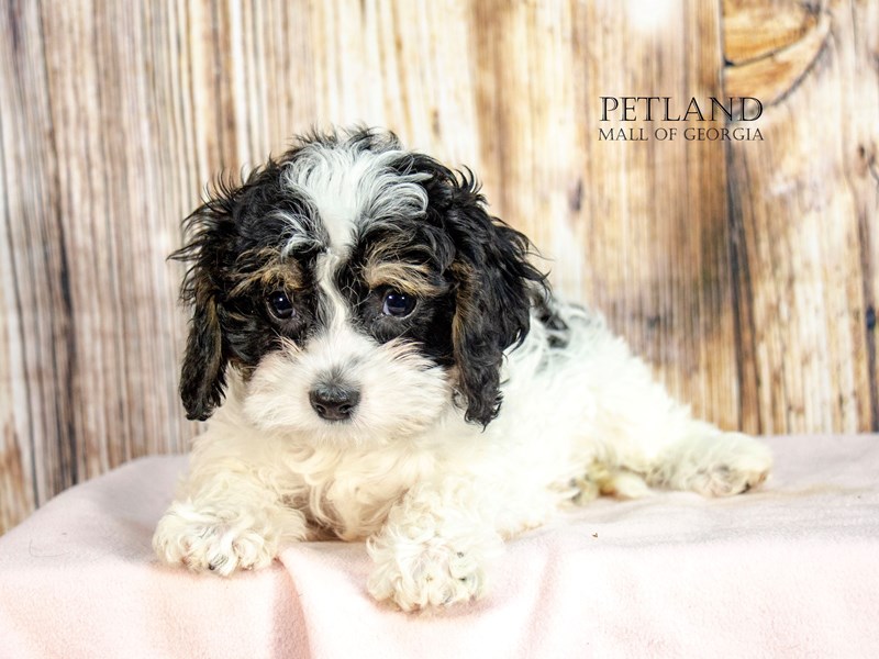 Cavapoo Puppies - Breed Info- Petland Mall of Georgia