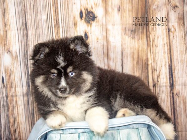 Pomsky-Dog-Female-Gray / White-4100729-Petland Mall of Georgia