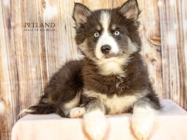 Huskimo-Dog-Male-Tan / White-3990175-Petland Mall of Georgia