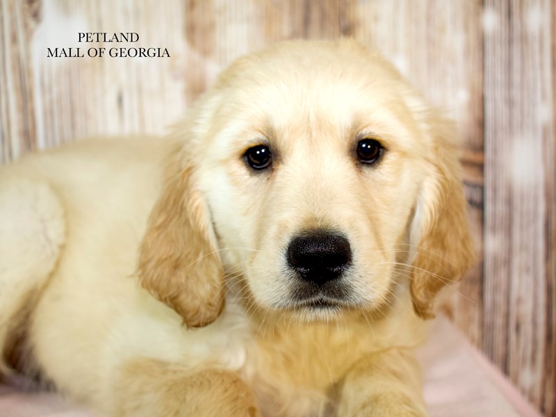 Golden Retriever Puppies - Breed Info - Petland Mall of Georgia