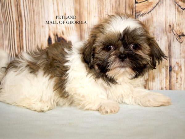 Shih Tzu-Dog-Male-Tri-Colored-3979740-Petland Mall of Georgia