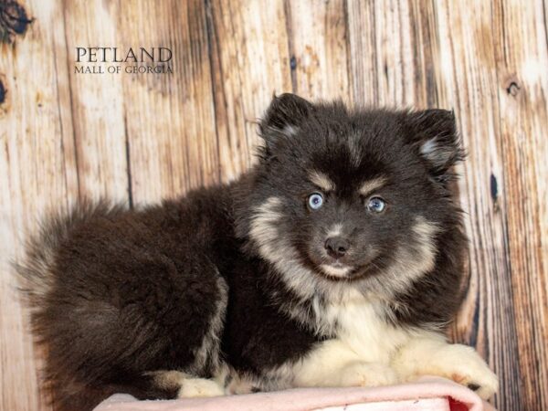 Pomsky-Dog-Male-Black / Tan-4061357-Petland Mall of Georgia