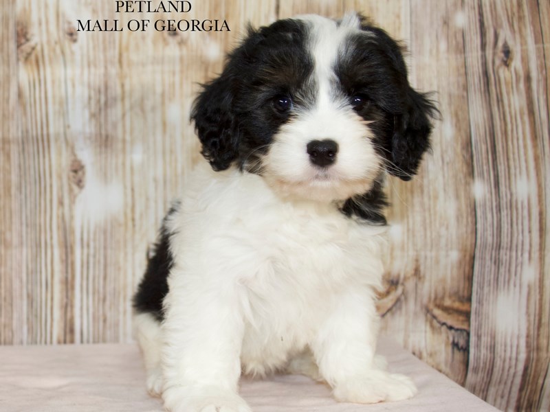 Cavapoo Puppies - Breed Info- Petland Mall of Georgia
