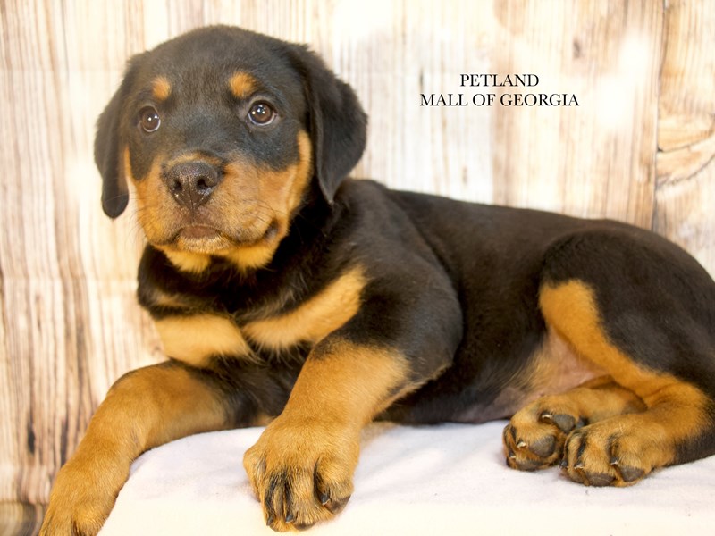 Rottweiler-Dog-Female-Black / Tan-4155217-Petland Mall of Georgia