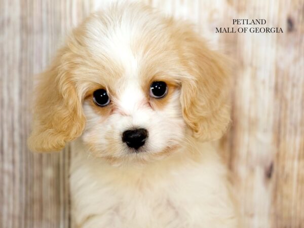 Cavachon-Dog-Male-Tri-Colored-4176112-Petland Mall of Georgia