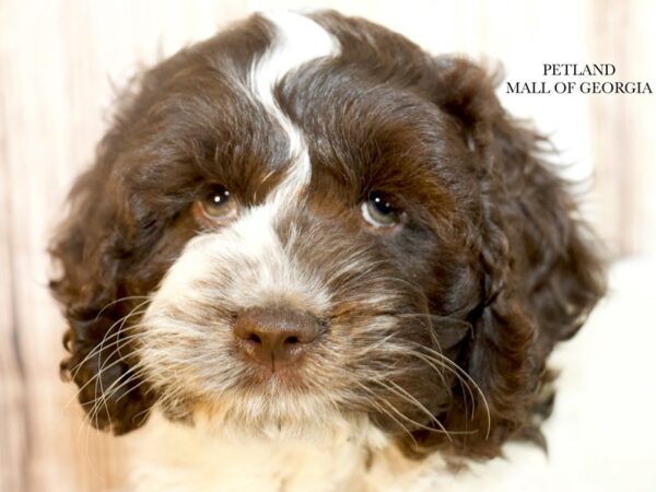 Cockapoo-Dog-Female-Blue Merle-4109986-Petland Mall of Georgia