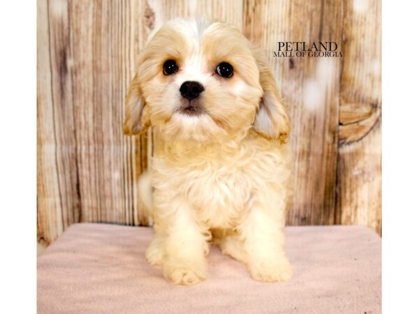 Cavachon-Dog-Male-Tri-Colored-4176112-Petland Mall of Georgia