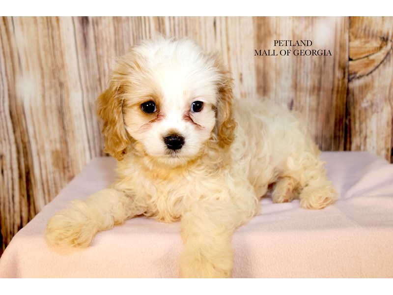 Cavapoo Puppies - Breed Info- Petland Mall of Georgia