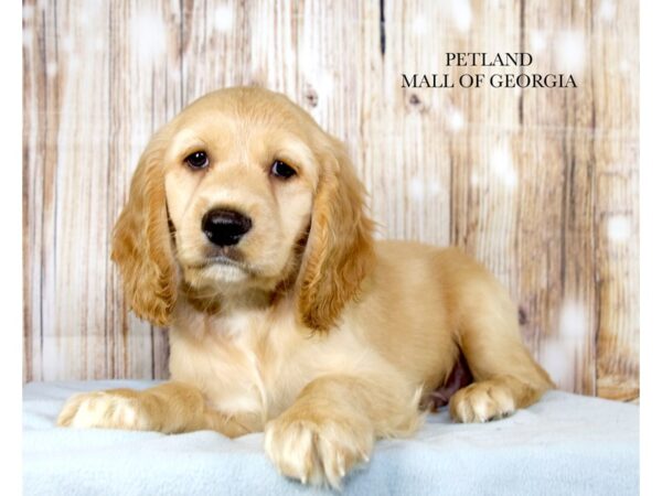 Cockadoodle-Dog-Female-Apricot-3795872-Petland Mall of Georgia
