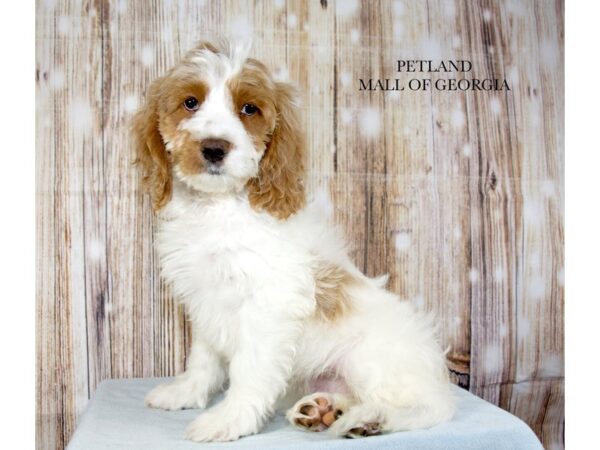 Cockapoo-Dog-Male-Blue Merle-3833855-Petland Mall of Georgia
