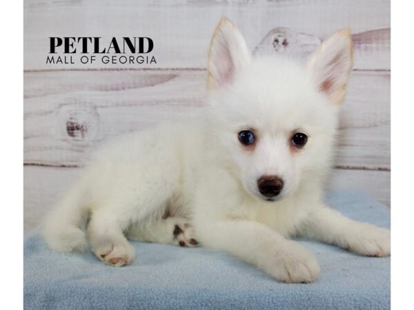 Pomsky 2nd Gen-DOG-Male-Blue Merle-3715681-Petland Mall of Georgia