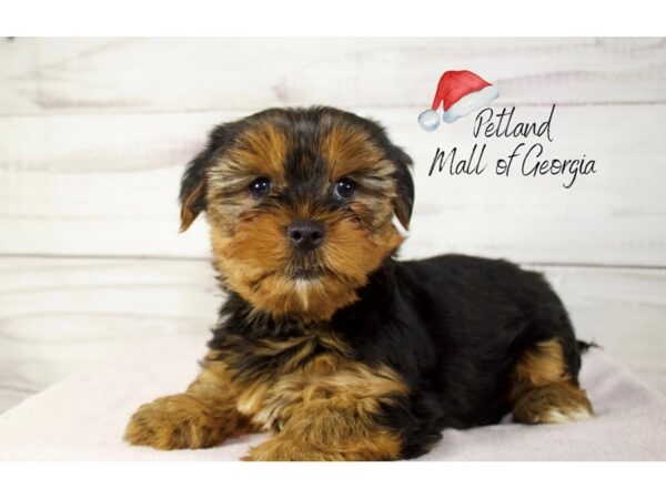 Yorkshire Terrier Small Animal Tri-Colored ID:8861 Located at Petland ...
