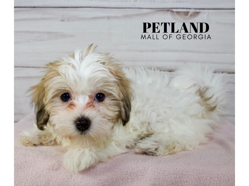 Available Pets - Page 2 of 4 - Petland Mall of Georgia
