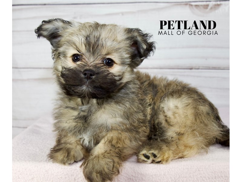 Petland Mall Of Georgia Reviews