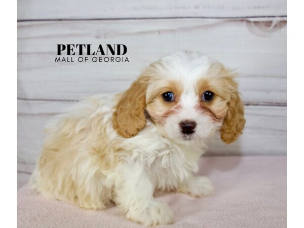Cavapoo Small Animal Red / White ID:9455 Located at Petland Mall of Georgia