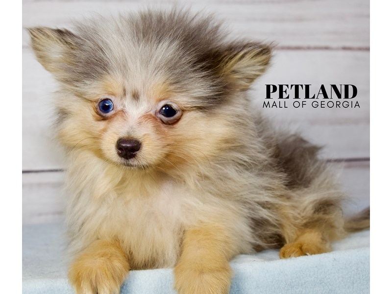 Petland Mall Of Georgia Reviews