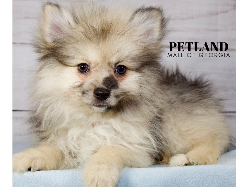 Petland Mall Of Georgia Reviews