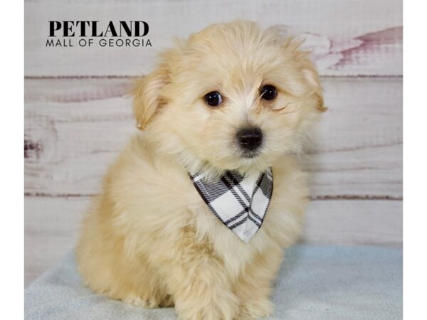 Pomachon Puppy BLK:PRTI ID:21027 Located at Petland Mall of Georgia