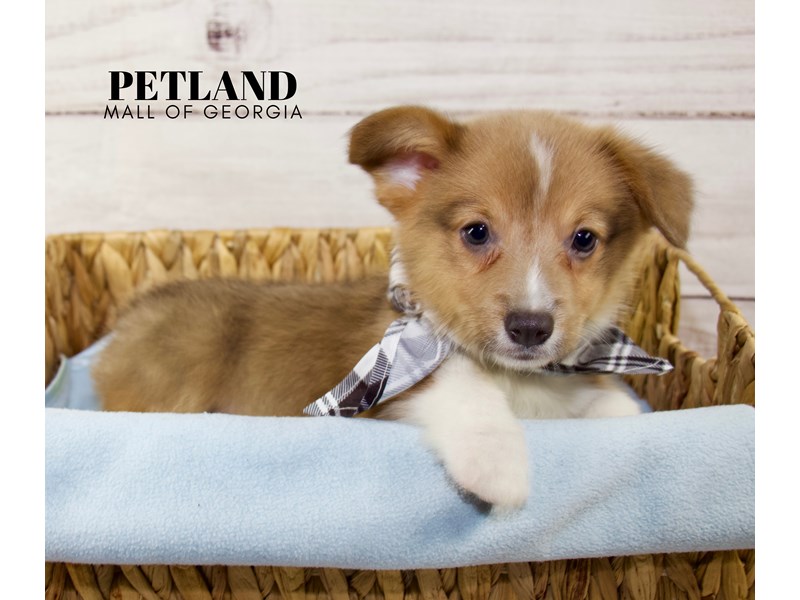Pembroke Welsh Corgi - Breed Info - Petland Mall of Georgia