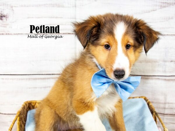 Available Pets - Page 3 of 4 - Petland Mall of Georgia