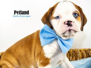 Available Pets - Petland Mall of Georgia