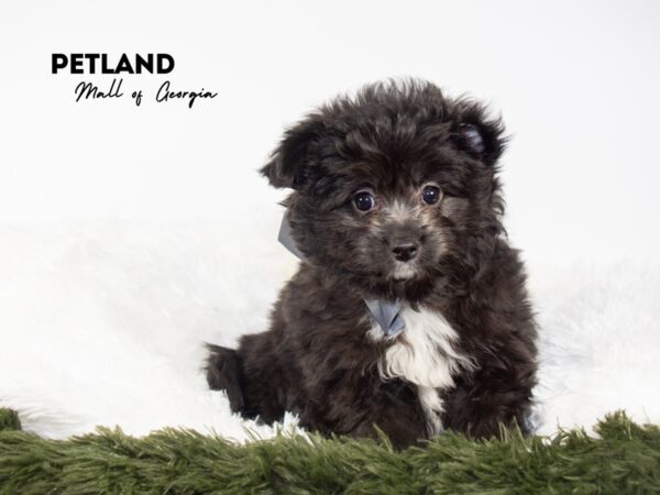 Pomapoo Puppy Apct:Prti ID:2730 Located at Petland Mall of Georgia