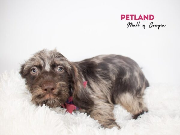 Miniature Labradoodle Small Animal Red Merle ID:8364 Located at Petland ...