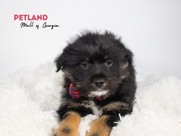 Petland Mall of Georgia - Buy Puppies, Pet Supplies & Food