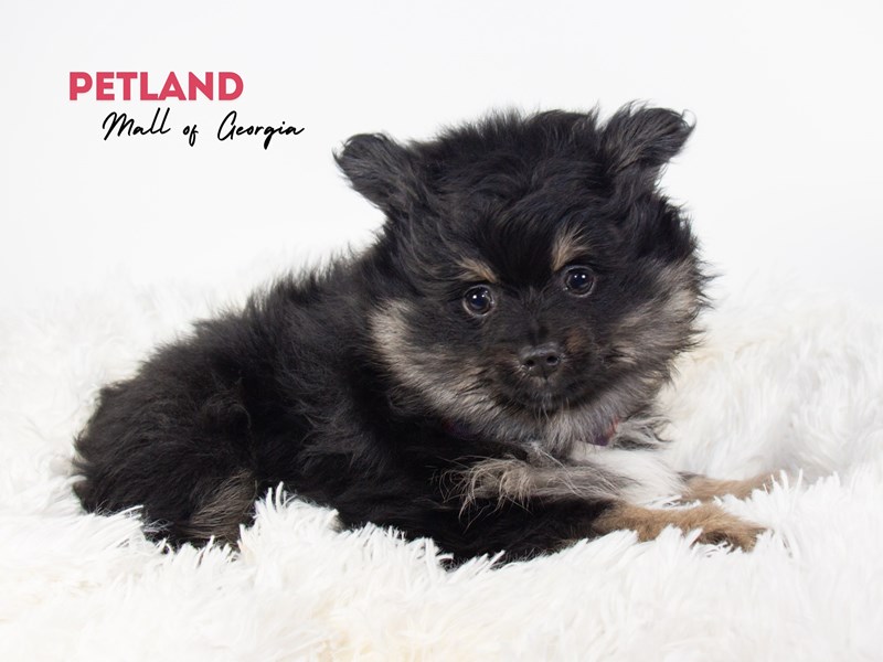 Petland Mall of Georgia - Buy Puppies, Pet Supplies & Food